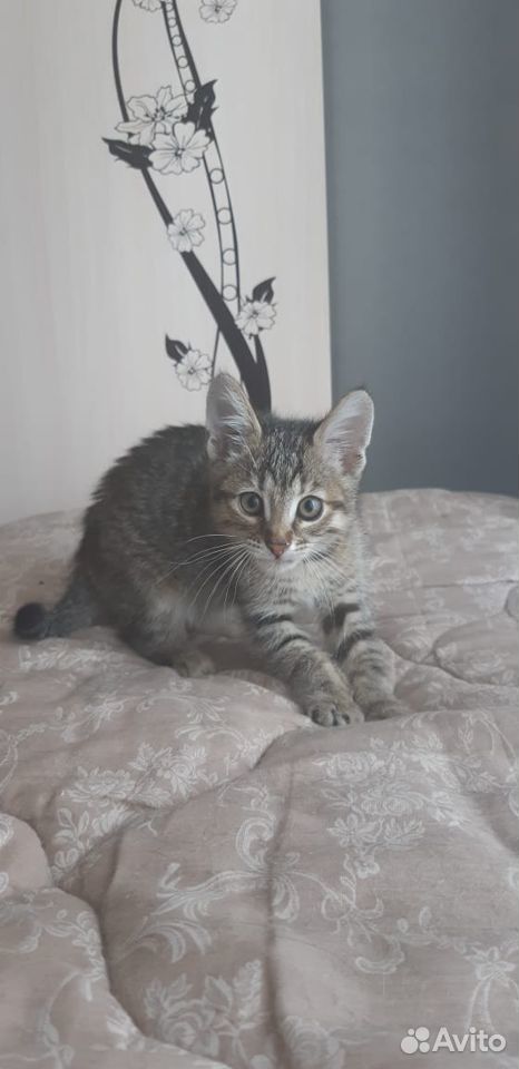 Веселунья, обожающая обнимашки, 2,5 месяца