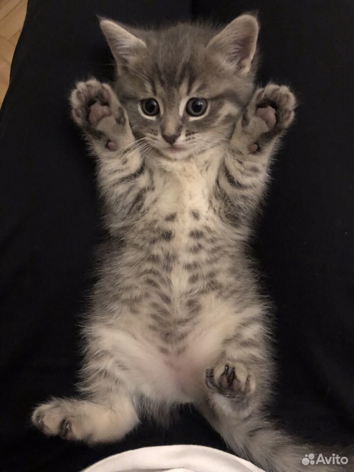 Котята