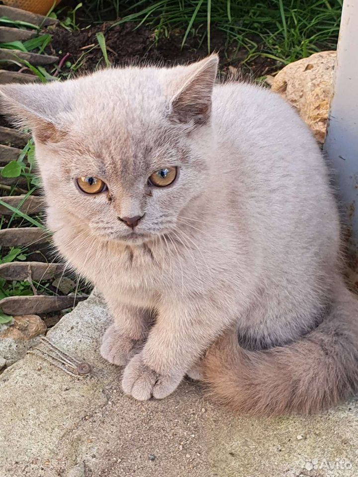 Кошка