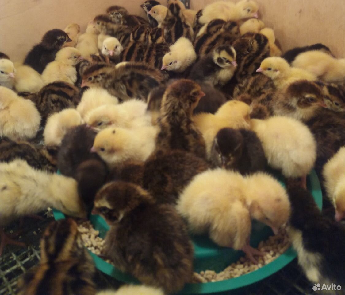 Перепела, бройлер Кобб 500