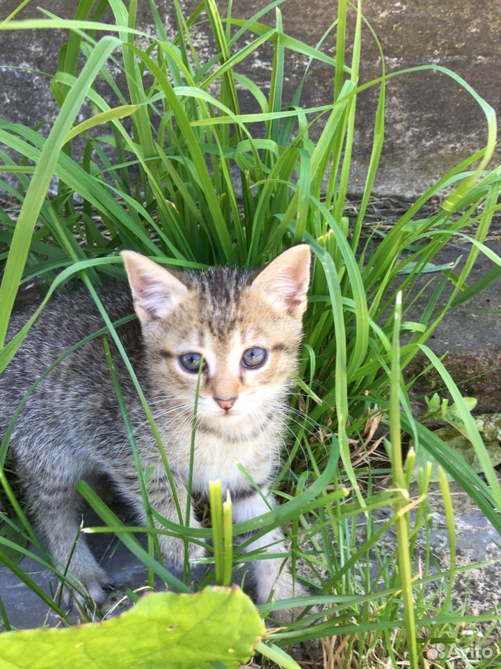 Котёнок бесплатно