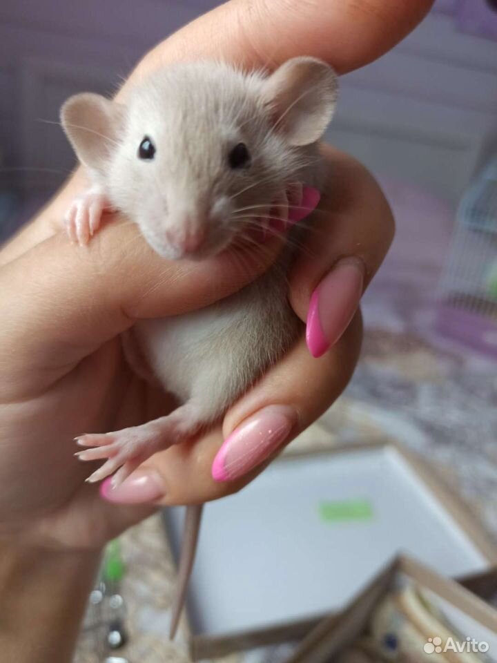 Крысята Дамбо