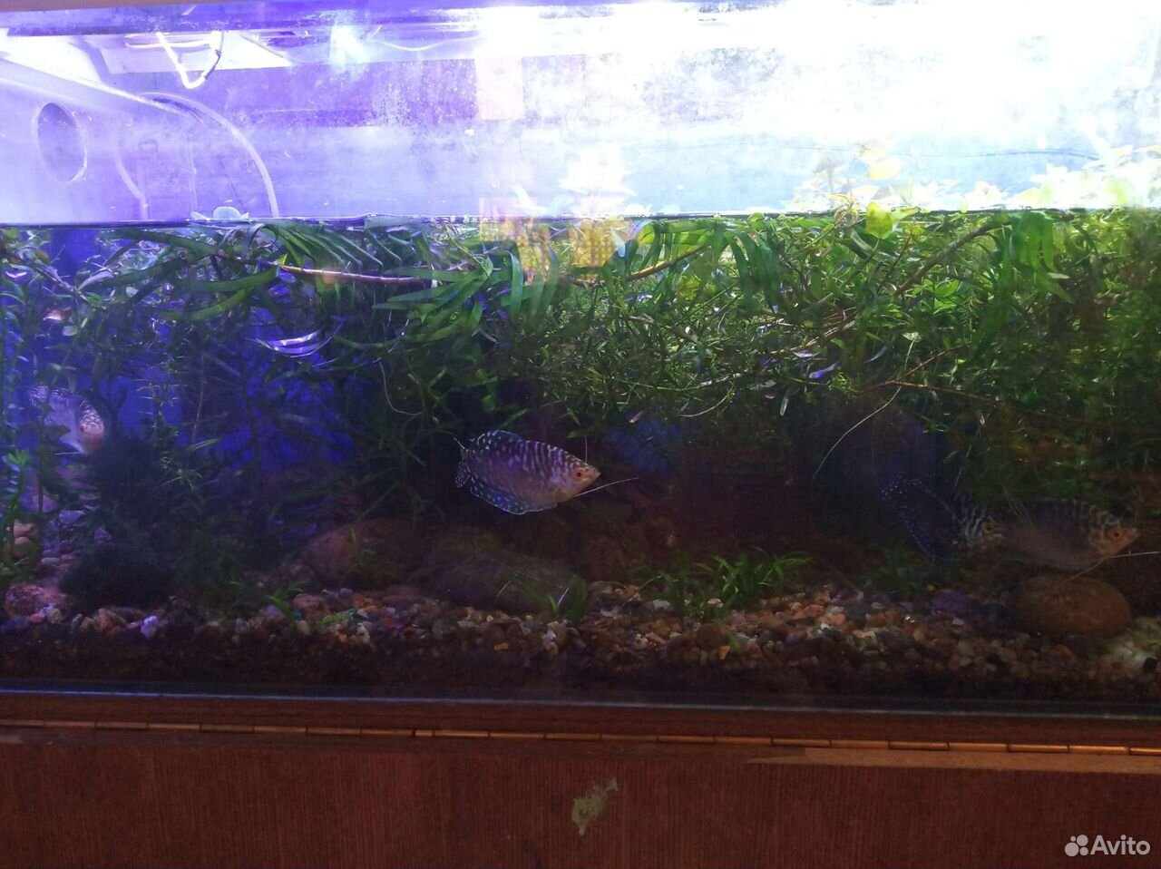 Аквариум травник