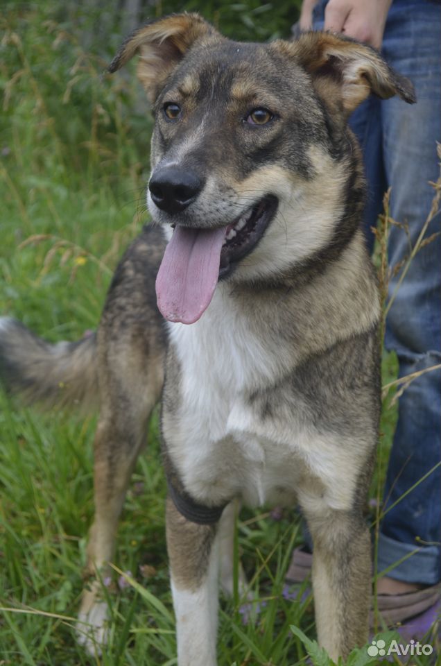 Ивашка ищет дом