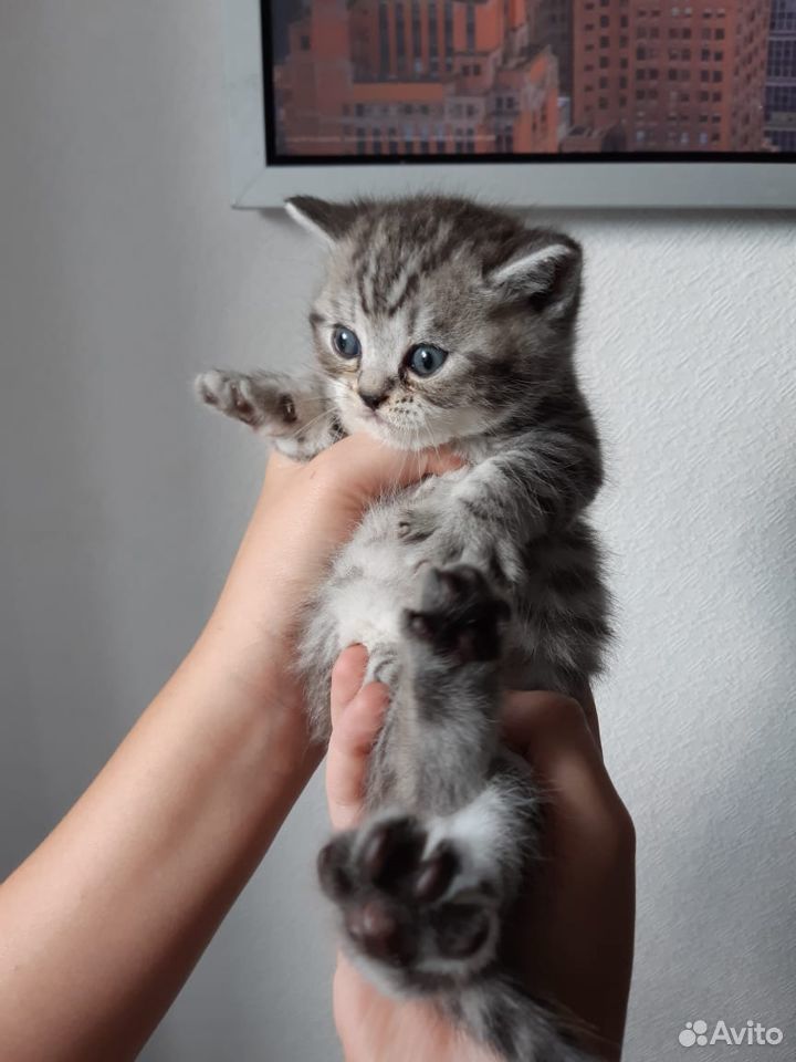 Шотландская