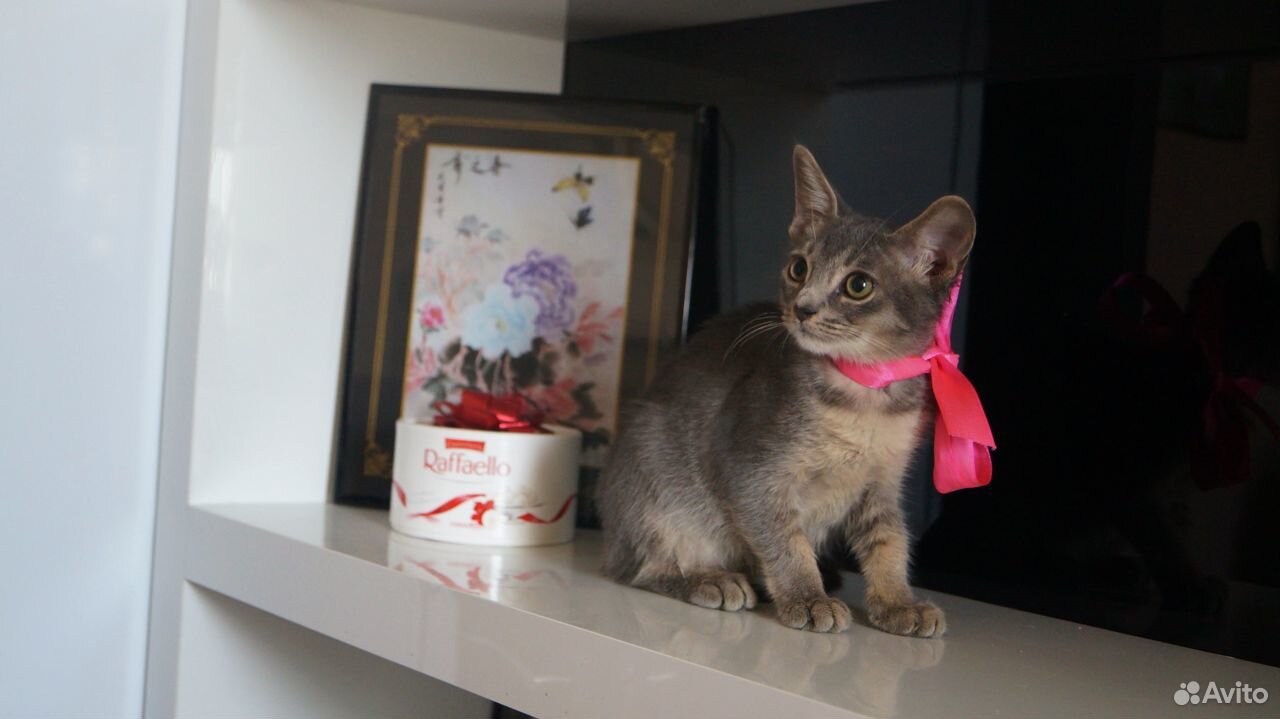 Абиссиночка метис