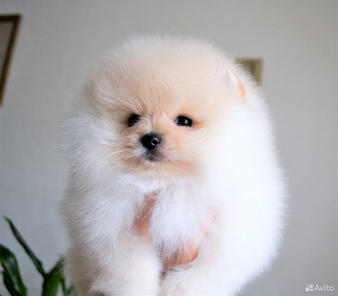 Сливочная девочка померанского шпица