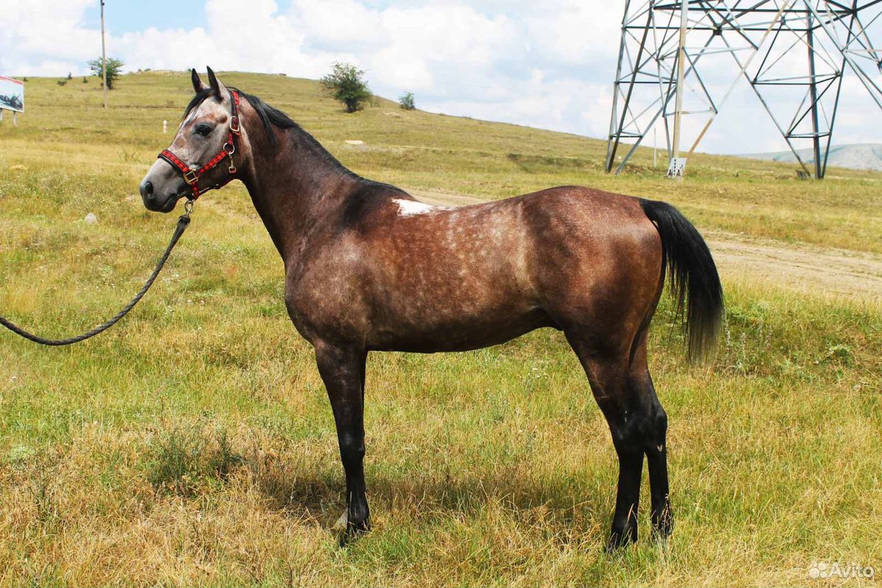 Чистокровный арабский жеребец