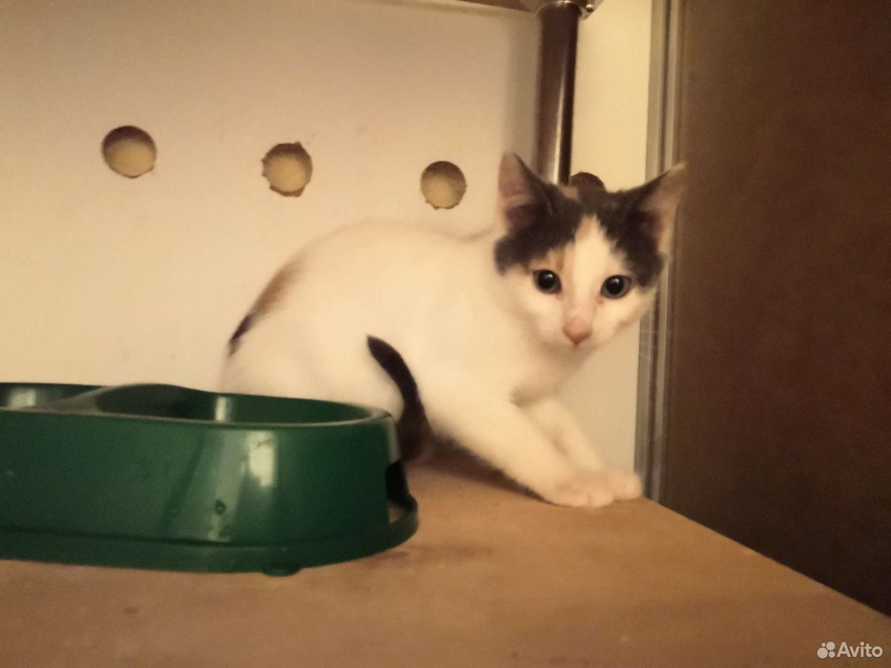 Котенок в дар