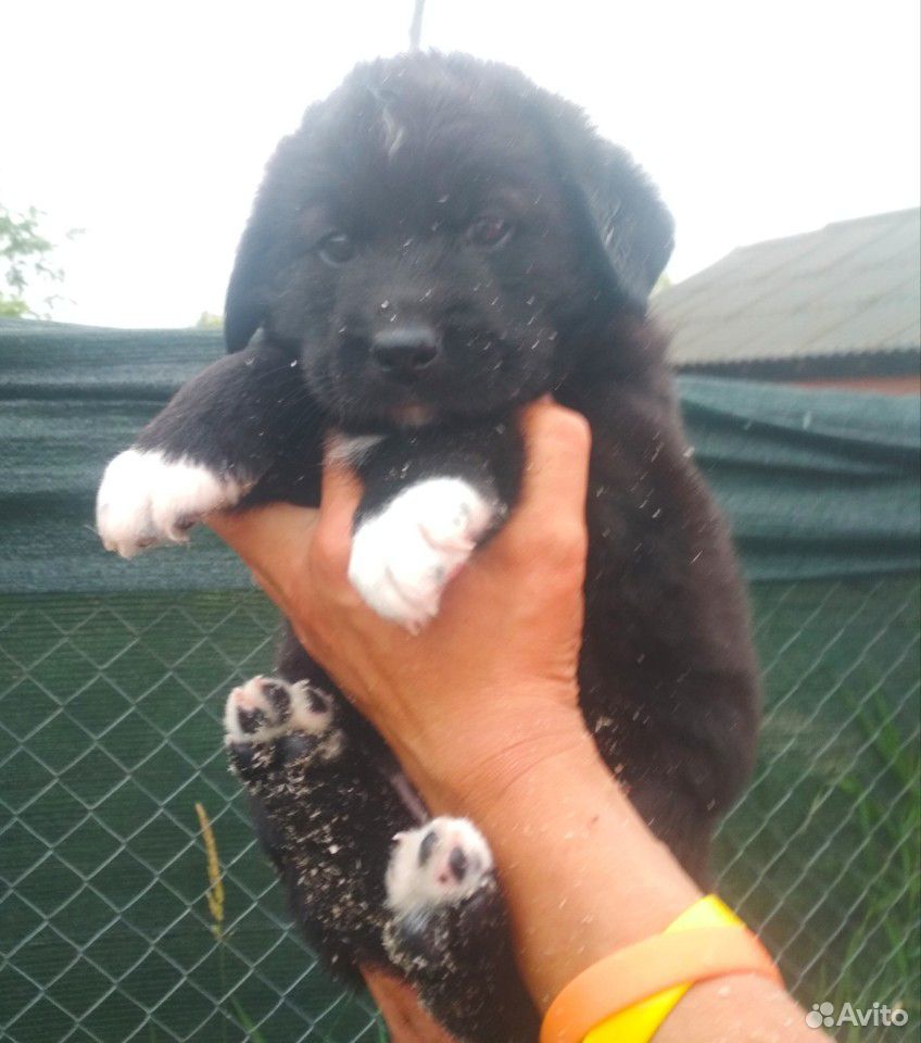 Пушистый колобок