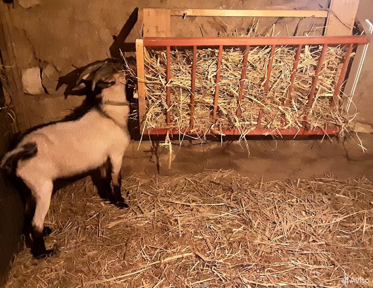 Продаётся козлик