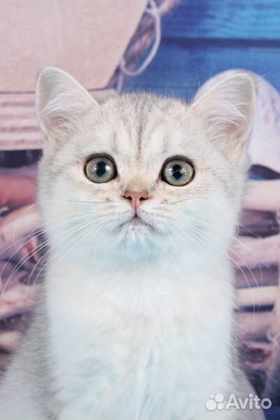 Британская шиншилла девочка Настенька