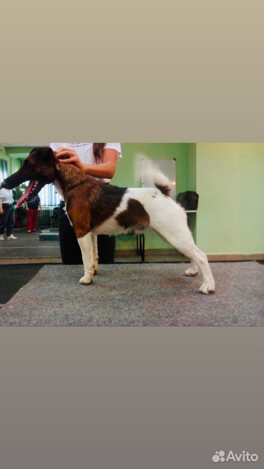 Предлагается на вязку гладкошерстный фокстерьер