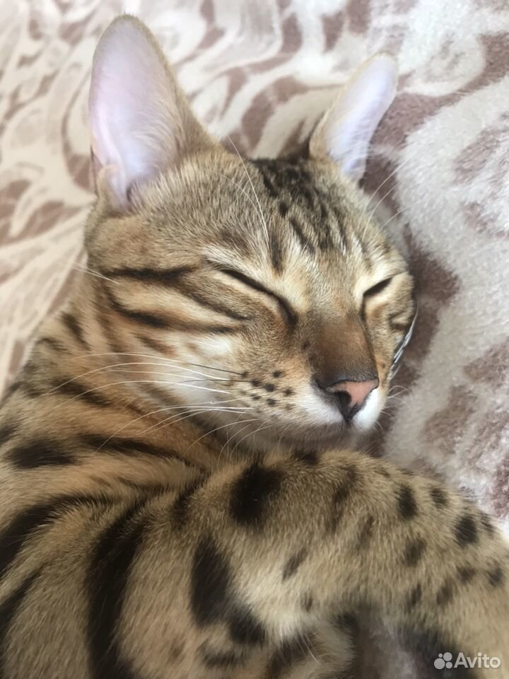 Продам котёнка Бенгала 7 месяцев