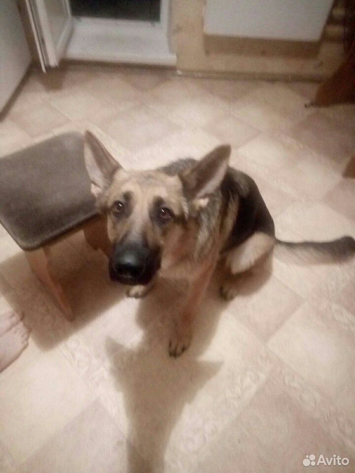 Немецкая овчарка