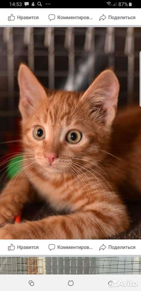 Рыжий котёнок в хорошие руки