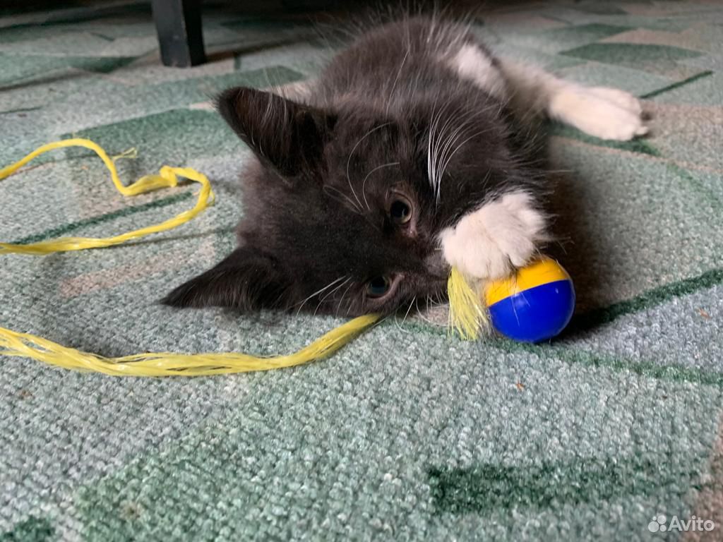 Котенок маркизик в дар 1,5 мес