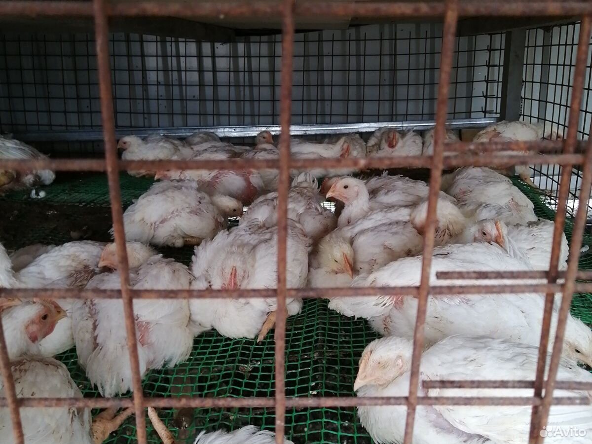 Птица, домашний бровер, халял 300/кг