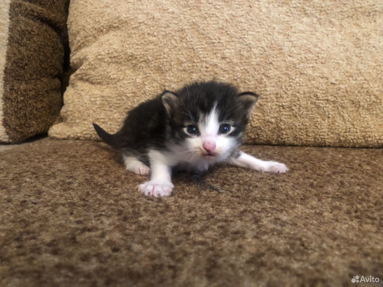 Котёнок в добрый руки