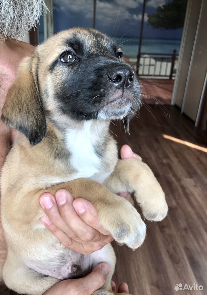 Щенок для охраны и души