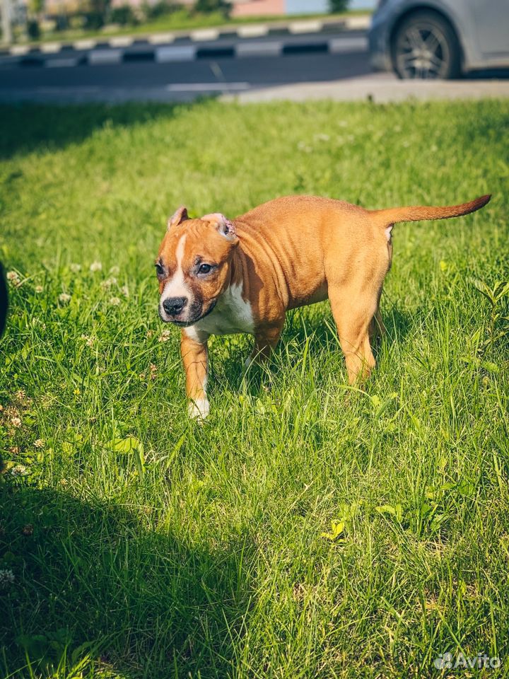 Стаффордширский терьер