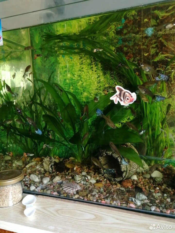 Гуппики бесплатно