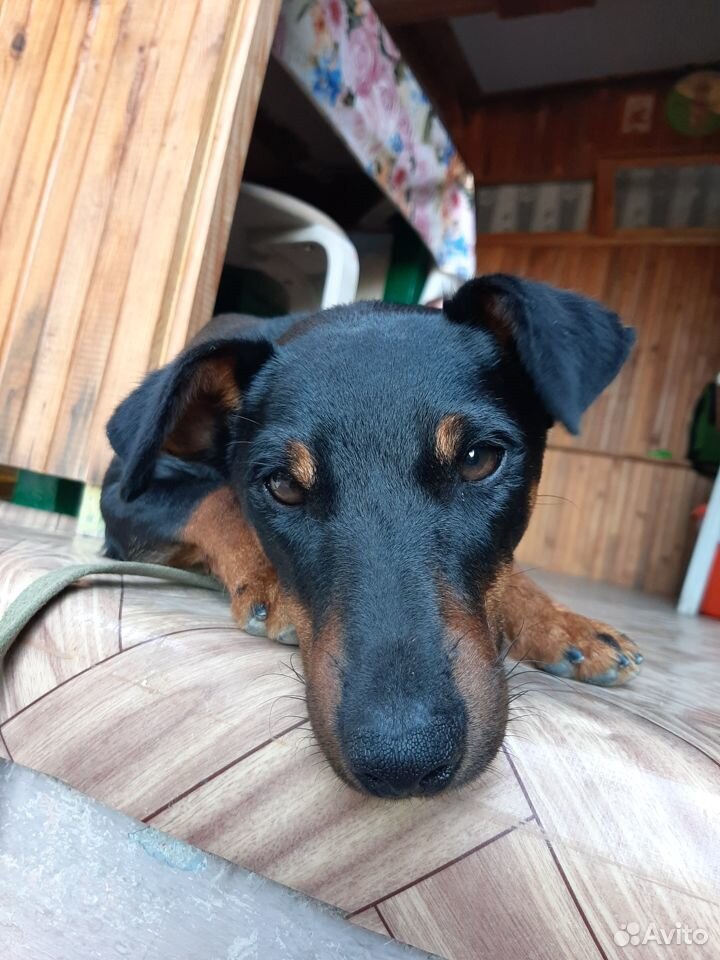 Ягдтерьер для вязки