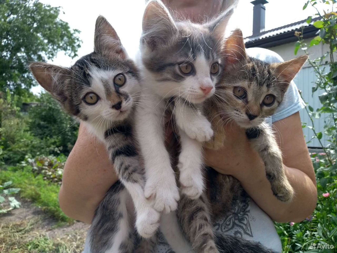 Котята
