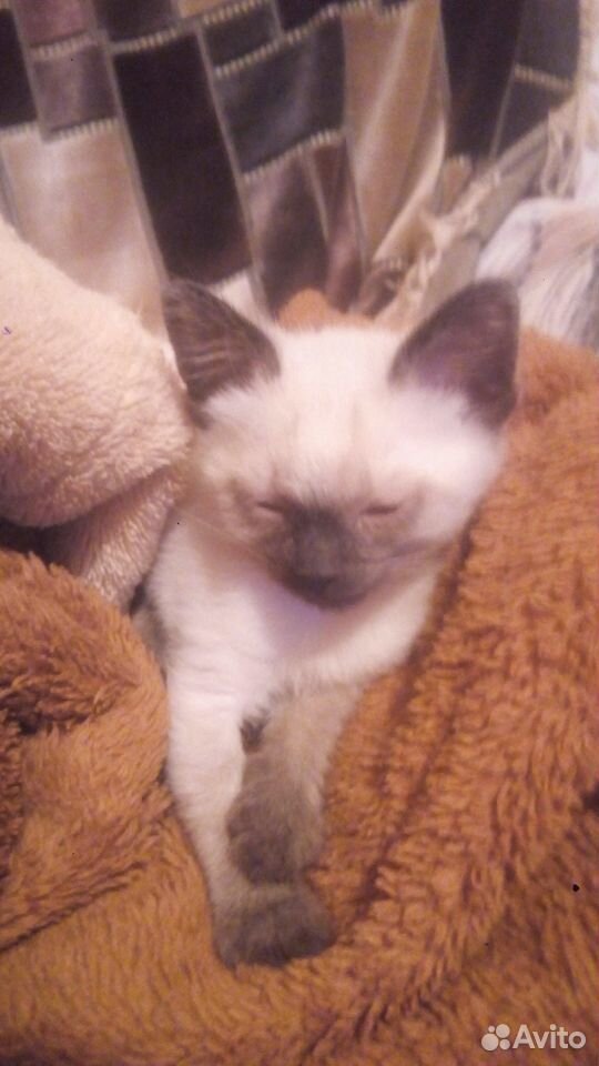 Кошка сиамка