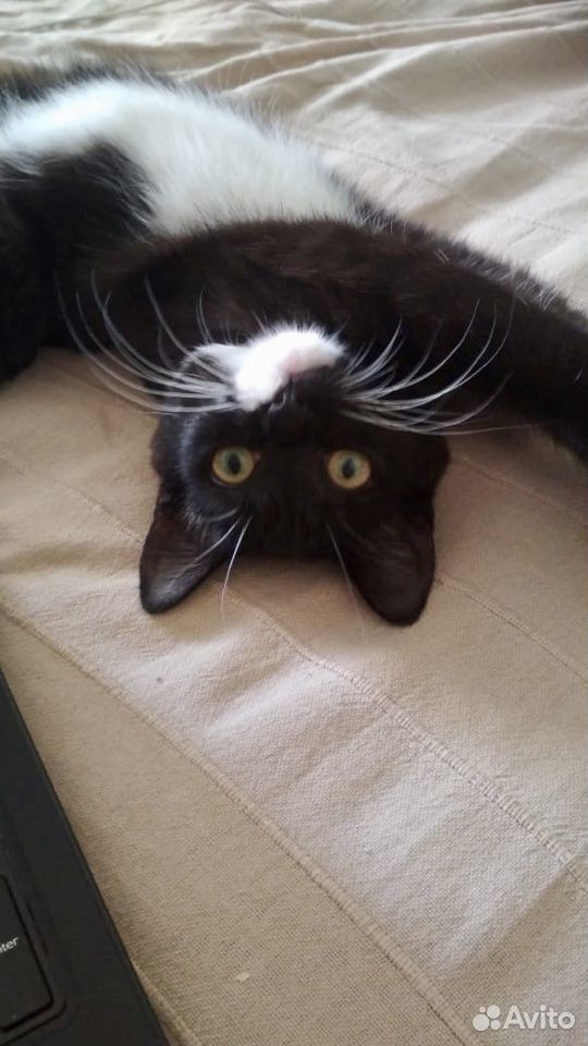 Котенок маркизный в дар девочка