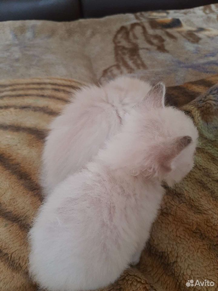 Котята сиамы