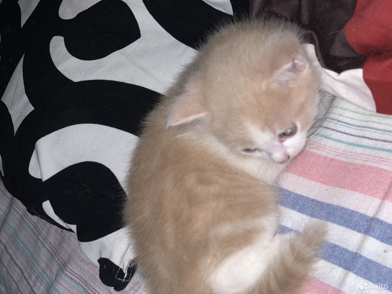 Котёнок 1 месяц и неделя