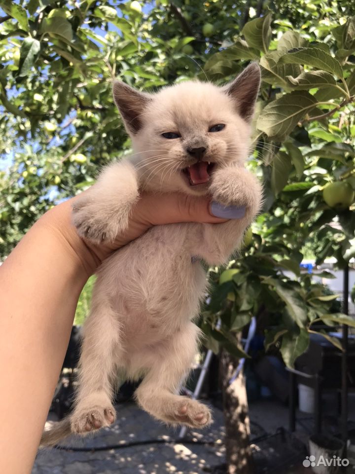 Продаются котята