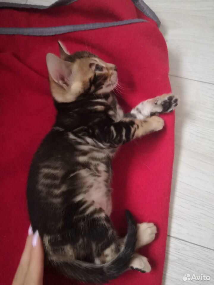 Котенок бенгал мраморный