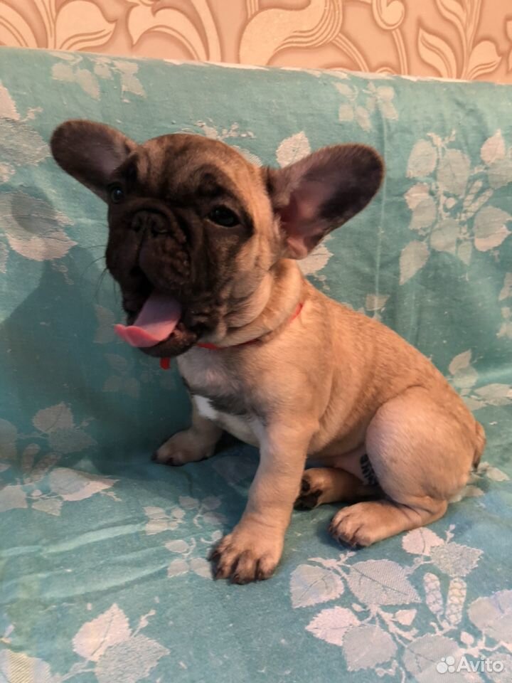 Супер француженка девочка