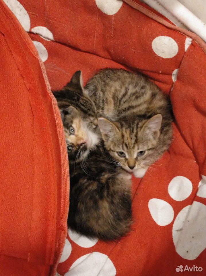 Котята