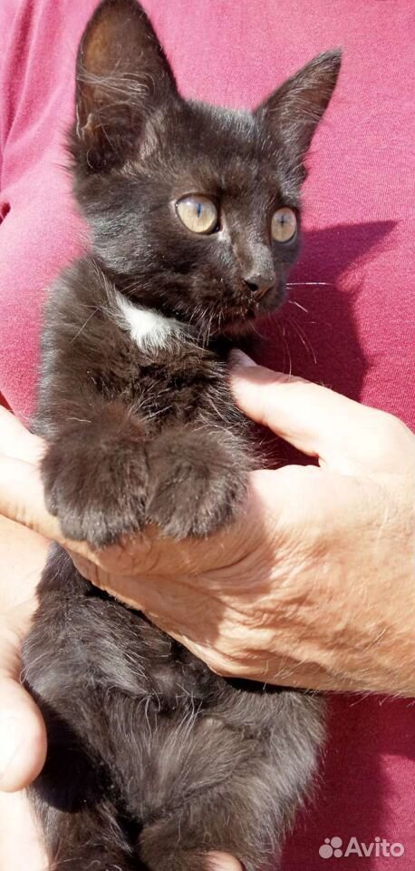 Котенок в добрые руки