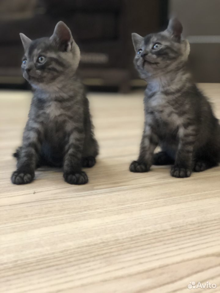 Отдам котят в хорошие руки