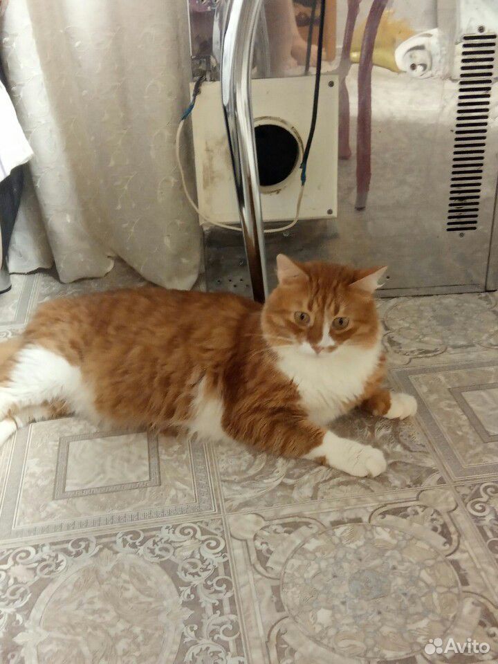 Сибирский котик