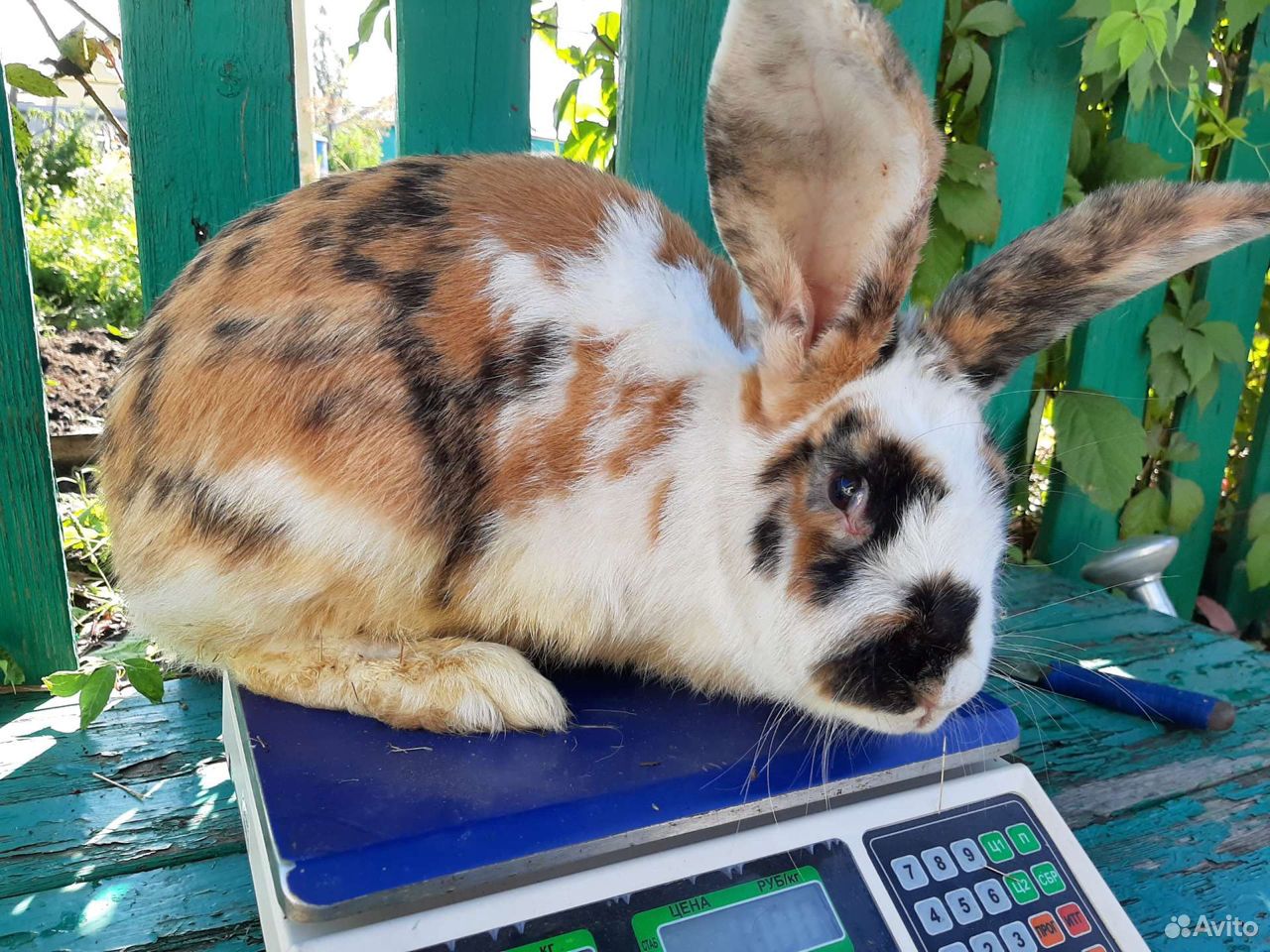 Фландер,строкачь,виликан