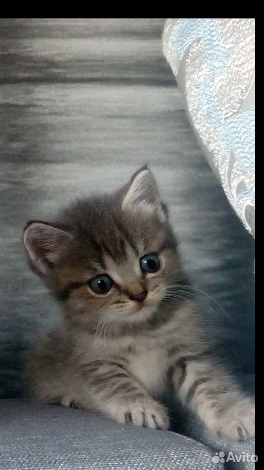 Котенок шотланский остроухий