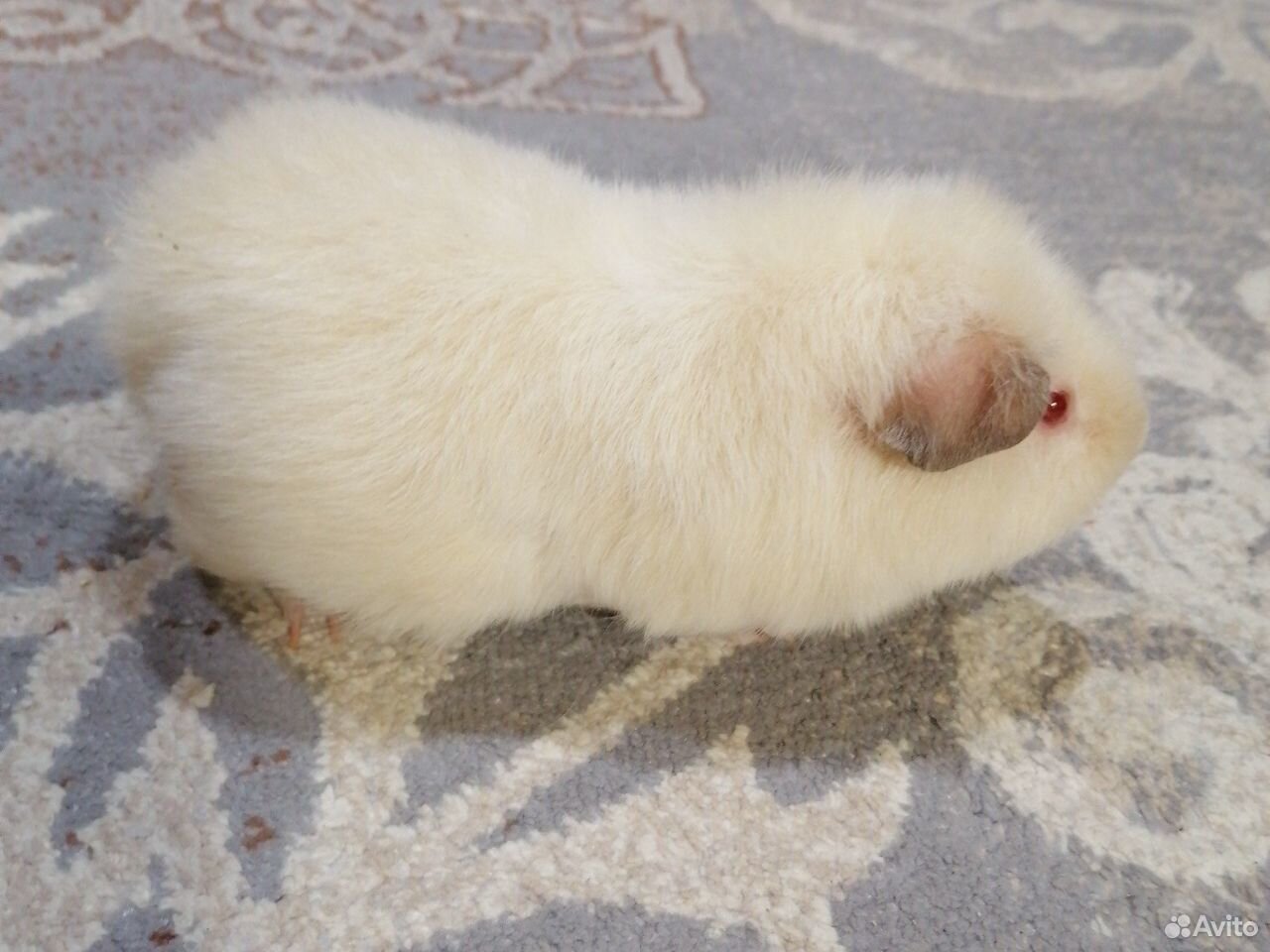Морская свинка альбинос (породы : американский тед