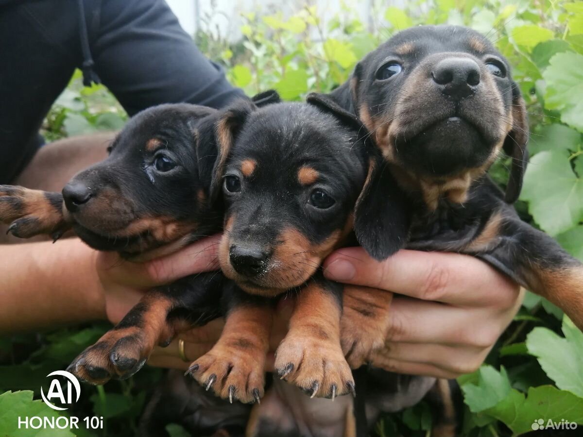 Таксятки карлик