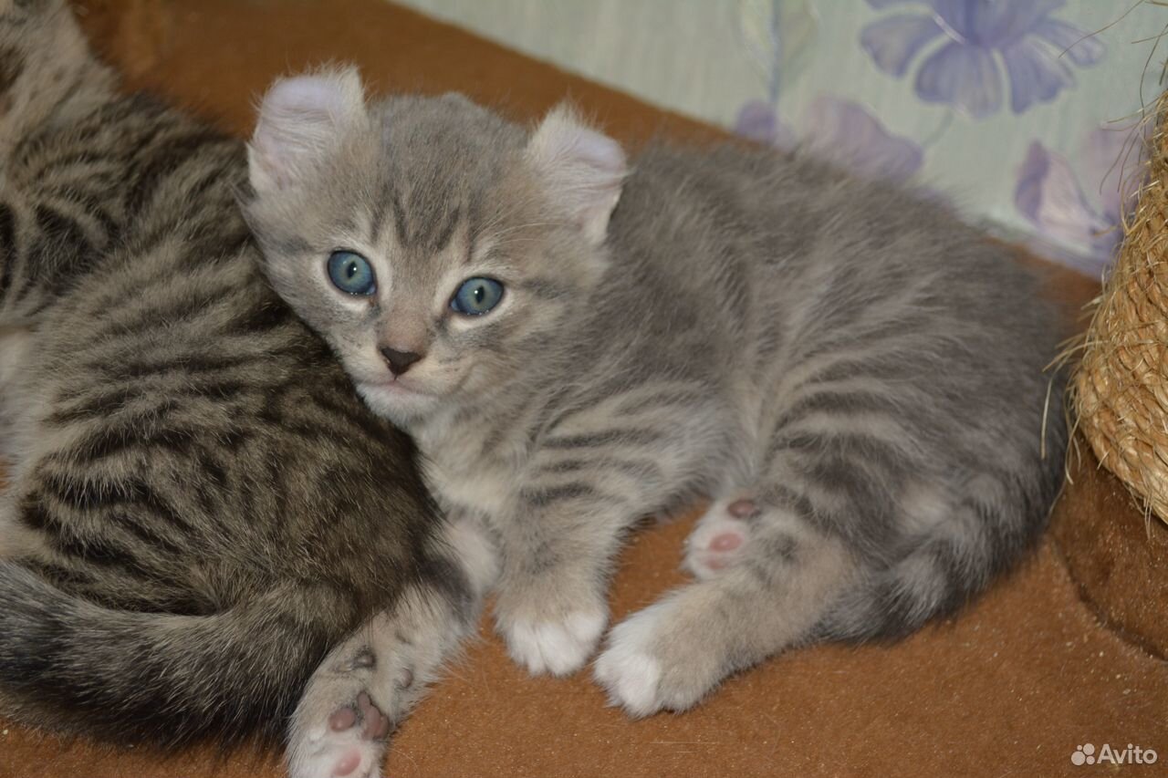 Ушки-завитушки, Американский Керл