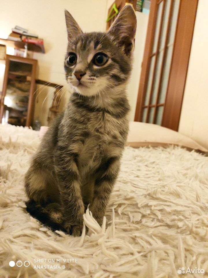 Котёнок