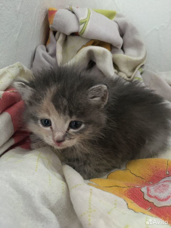 Котёнок