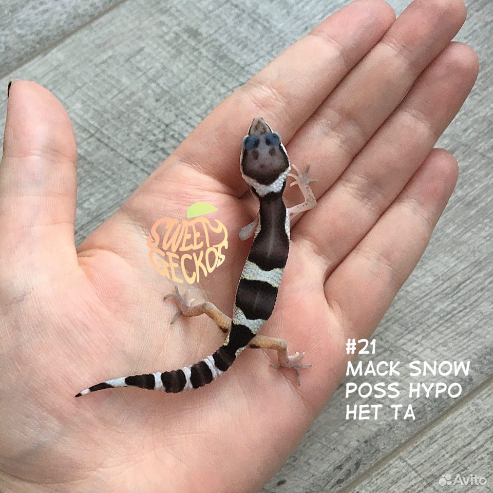 Эублефар Mack Snow