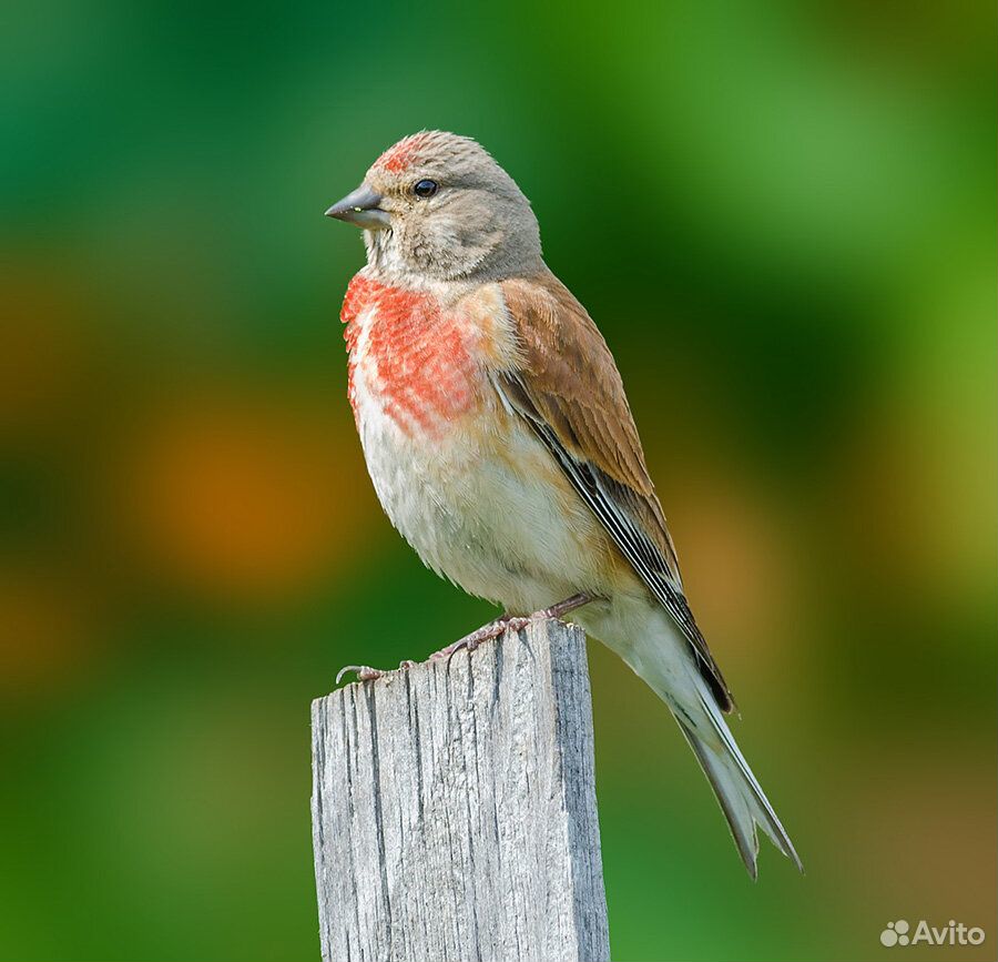 Красный репел (реполов)