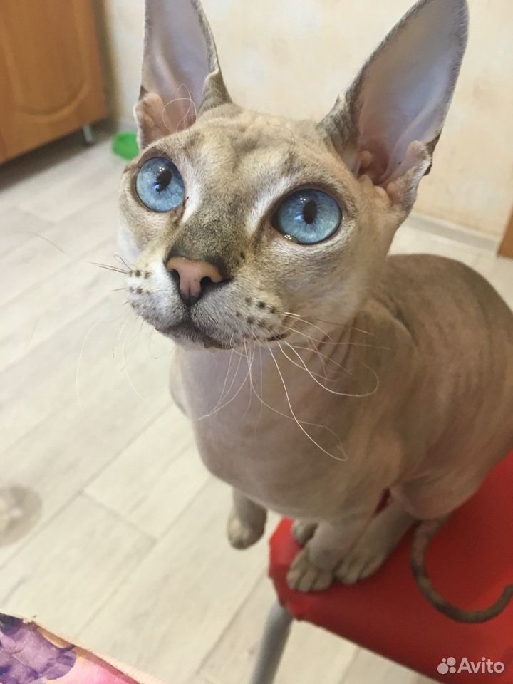Кот