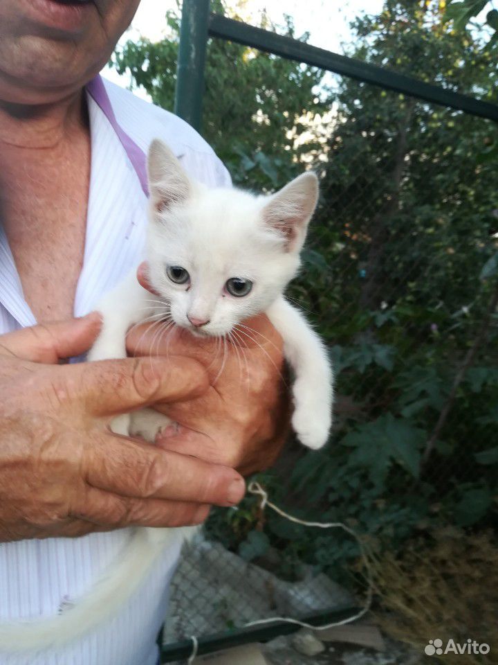 Кошачка и котик